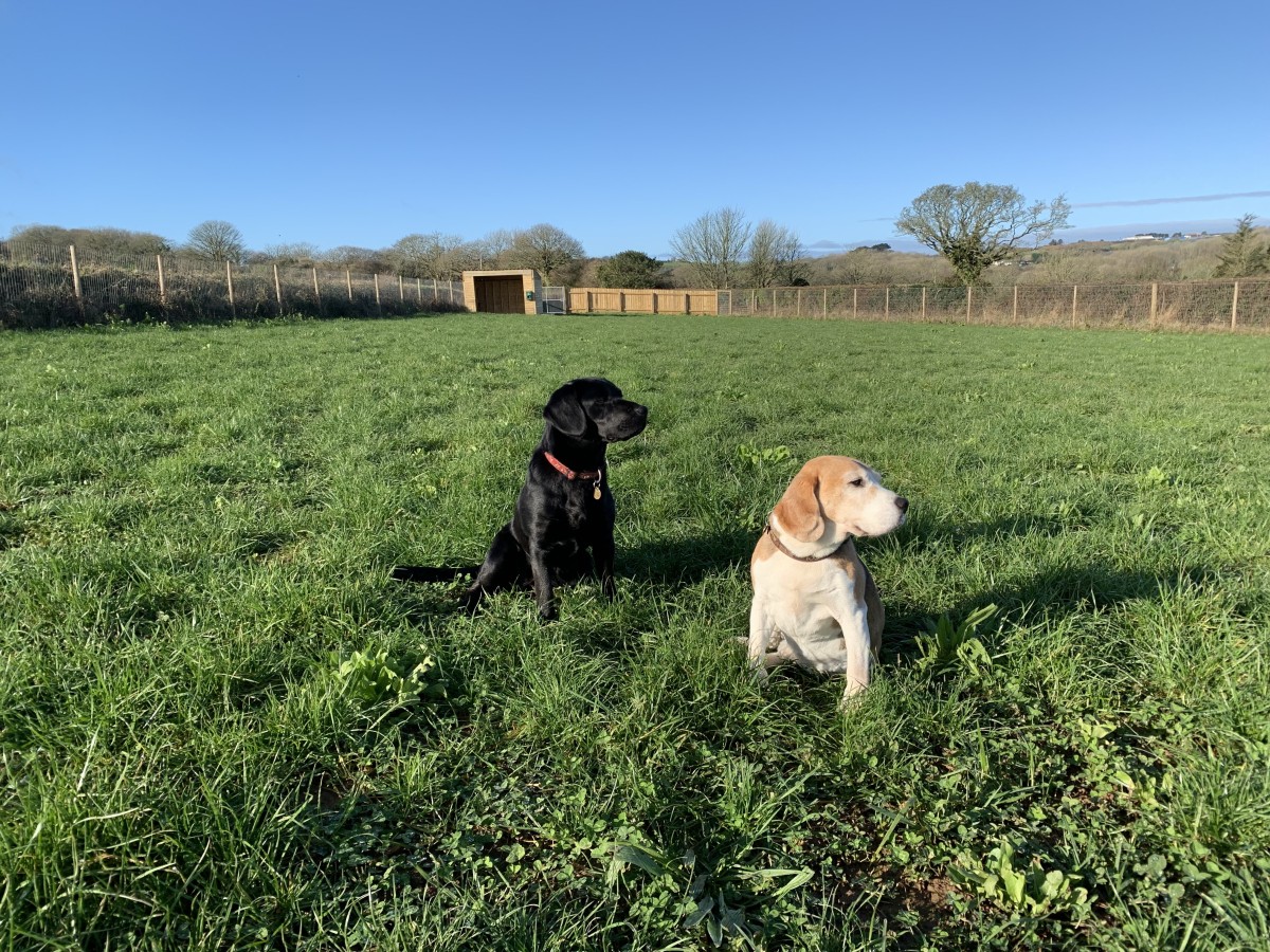 Homepage | Allet Dog Paddock