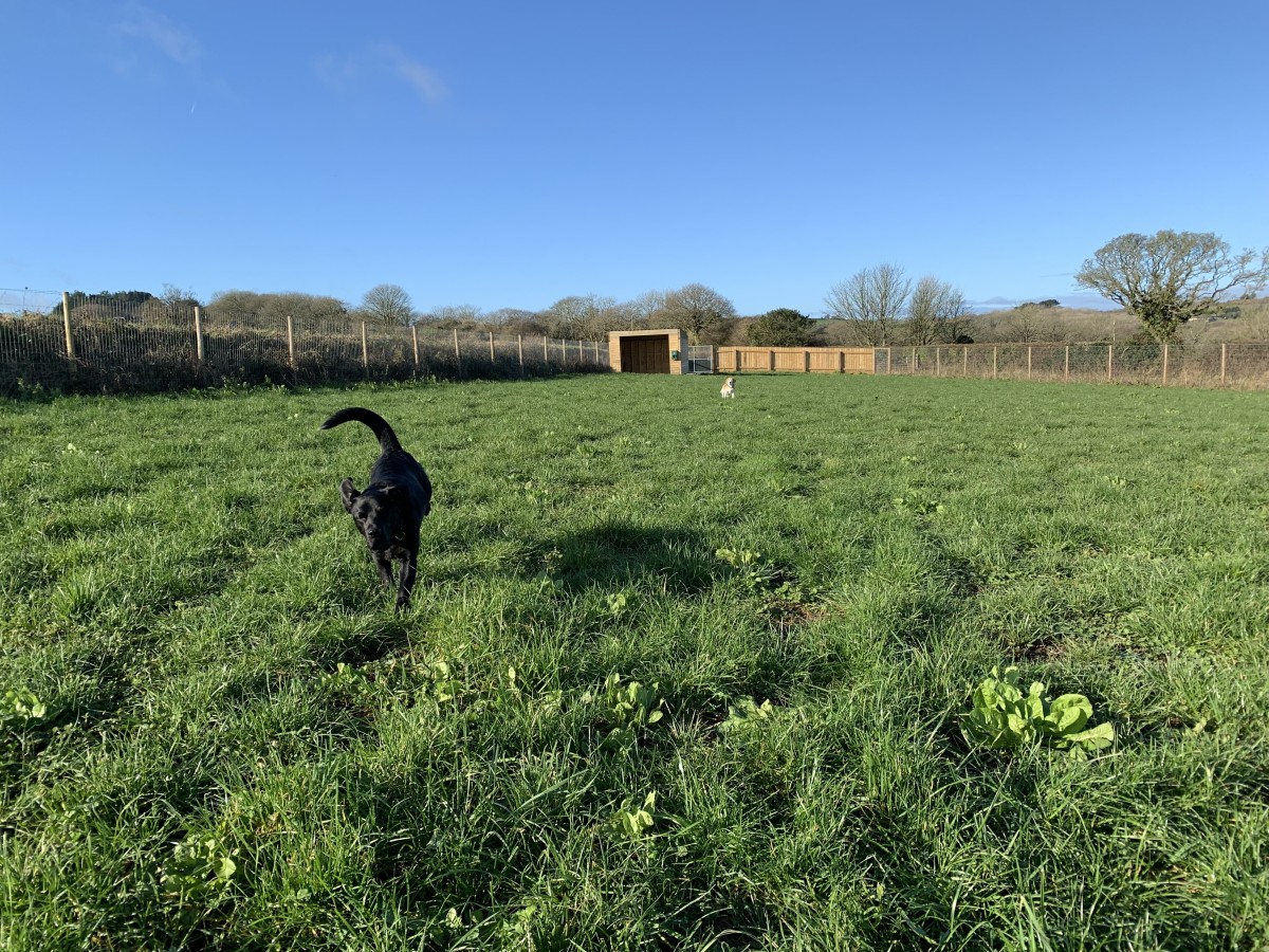 Homepage | Allet Dog Paddock